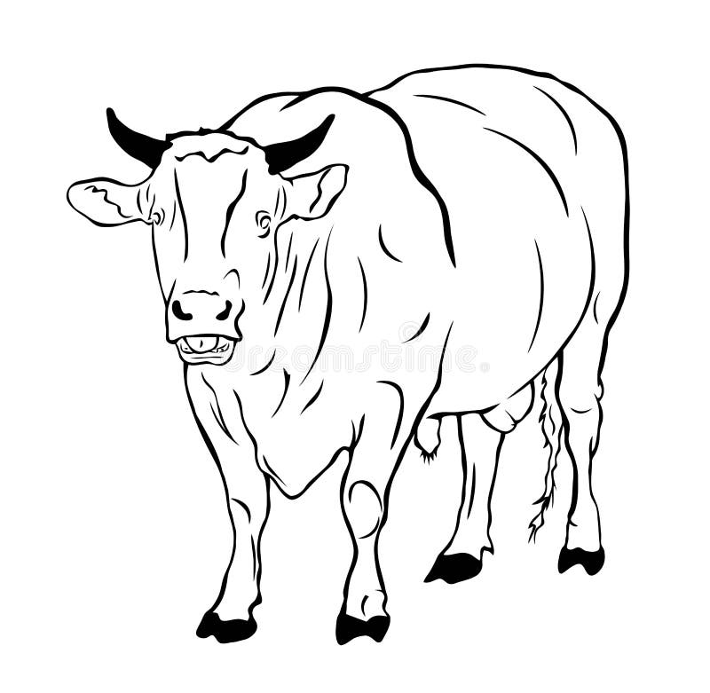 Silueta de Bull foto de archivo. Ilustración de ganados - 135406040