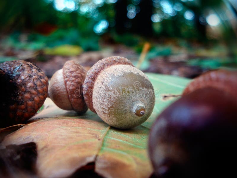 Ekollon arkivfoto. Bild av stänga, falla, solbränna, natur - 6588242