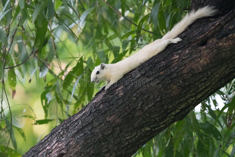 Ekorrar fotografering för bildbyråer. Bild av grön, päls - 92814475