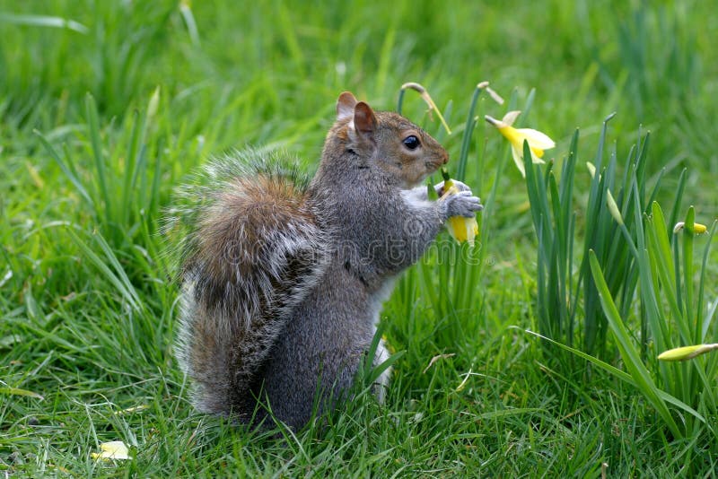 Ekorre fotografering för bildbyråer. Bild av tafsa, angus - 230165