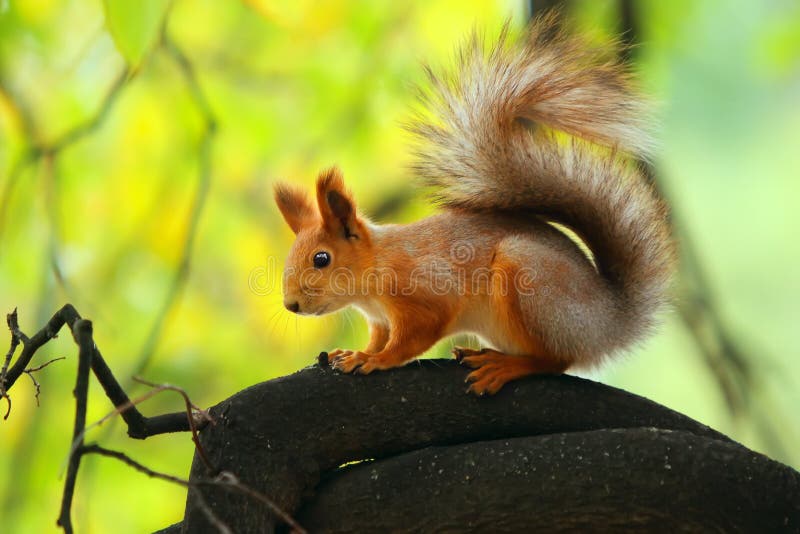 Ekorre fotografering för bildbyråer. Bild av orange, grön - 26899117