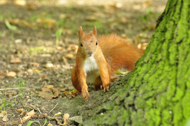 Ekorre fotografering för bildbyråer. Bild av ekorre, träd - 39990569