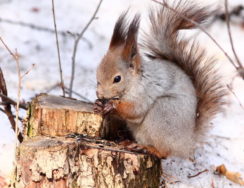 Ekorre fotografering för bildbyråer. Bild av kallt, lampa - 51722643