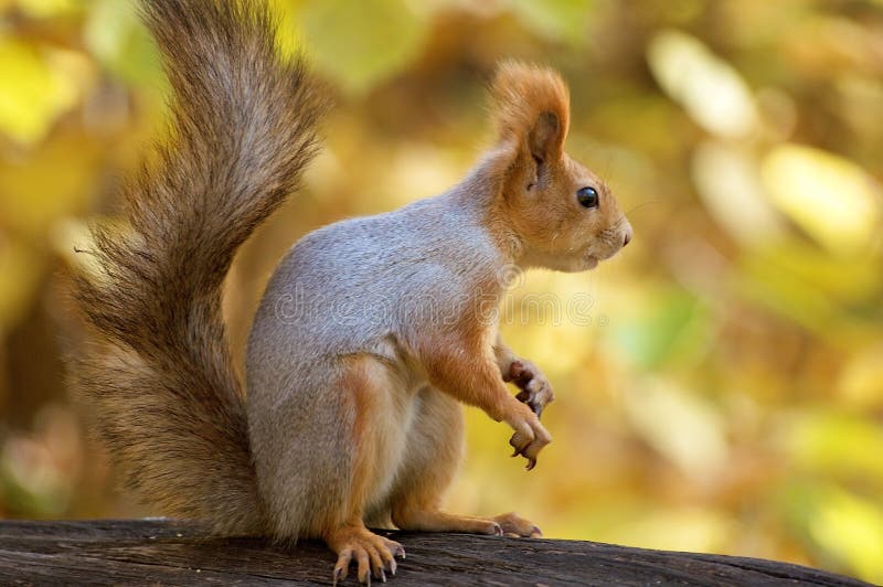 Ekorre fotografering för bildbyråer. Bild av natur, anhydrous - 7160283