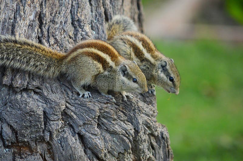 Ekorre fotografering för bildbyråer. Bild av gulligt - 72585405