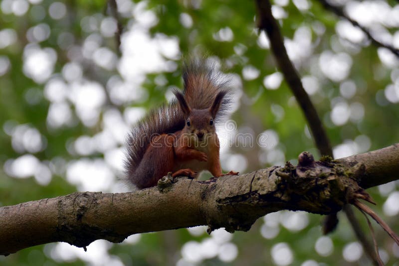 Ekorre arkivfoto. Bild av fritt, djurliv, vänskapsmatch - 77535876