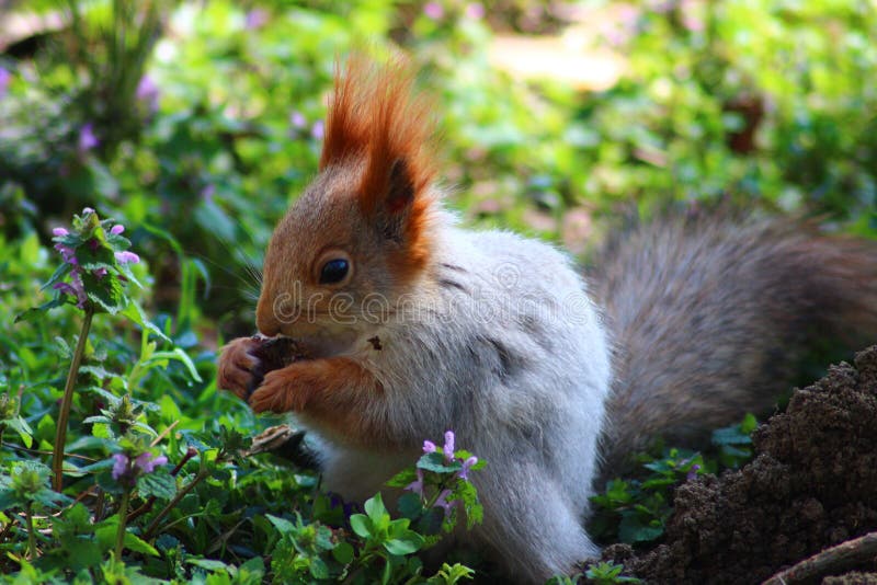Ekorre fotografering för bildbyråer. Bild av gulligt - 152957043