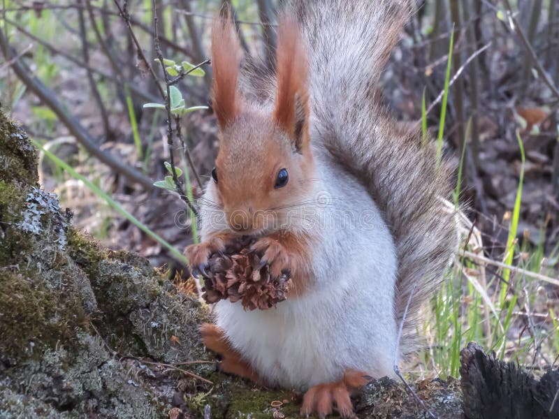 Ekorre Som Tycker Om Grankotten Arkivfoto - Bild av gulligt, skog: 29449462