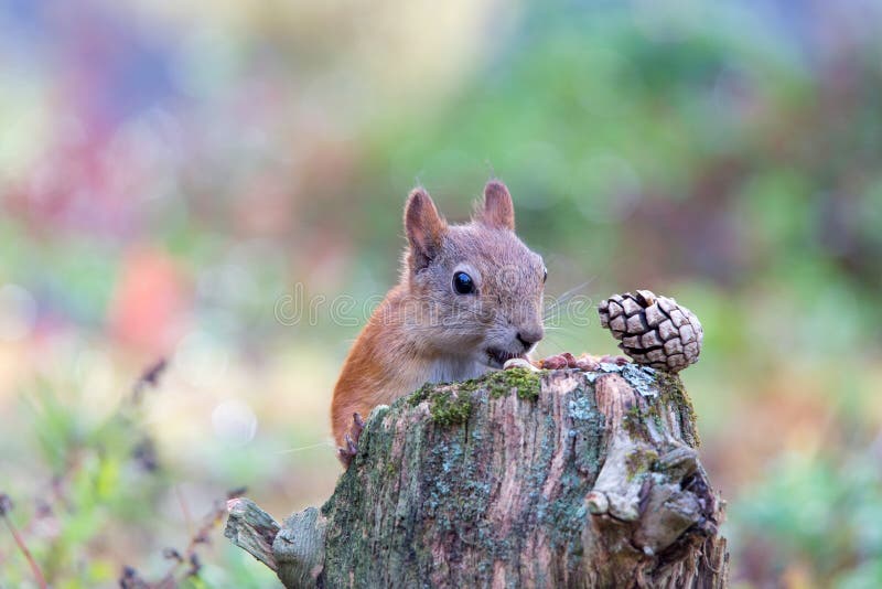 Ekorre Som Tycker Om Grankotten Arkivfoto - Bild av gulligt, skog: 29449462