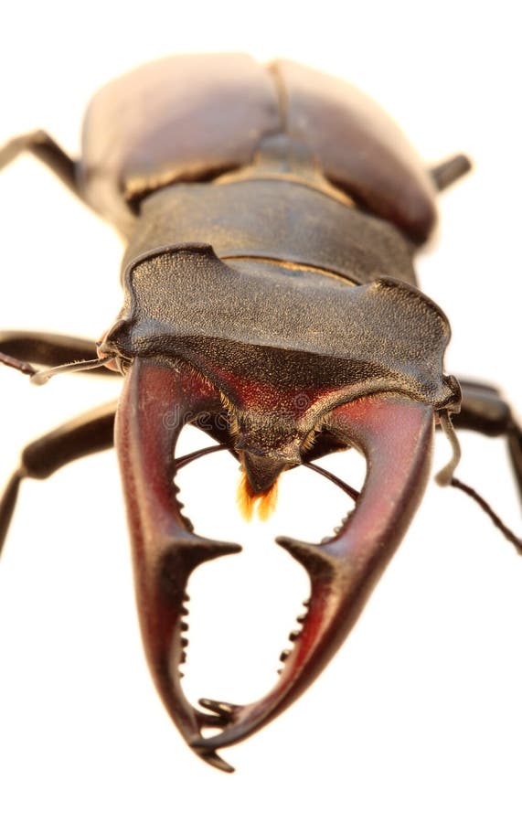 Tvilling- Stor Horned Skalbagge. Arkivfoto - Bild av darelle ...