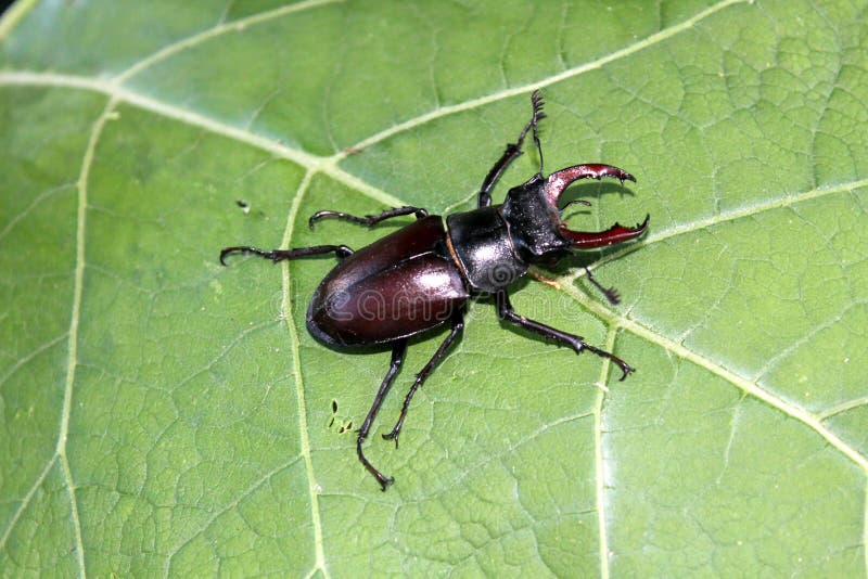 Ekoxekvinnlig arkivfoto. Bild av monster, stänga, entomolog - 57883796