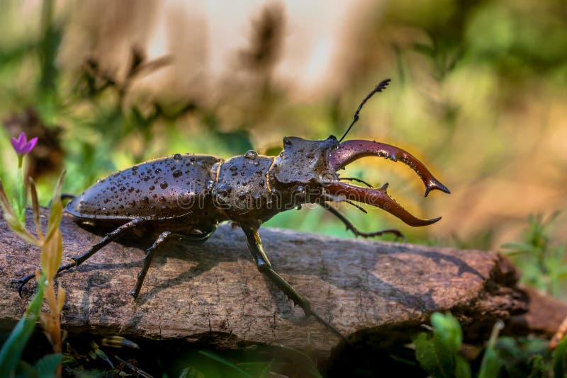 Ekoxe (Lucanus Cervus) Som Går över En Inloggning Forest Fl ...