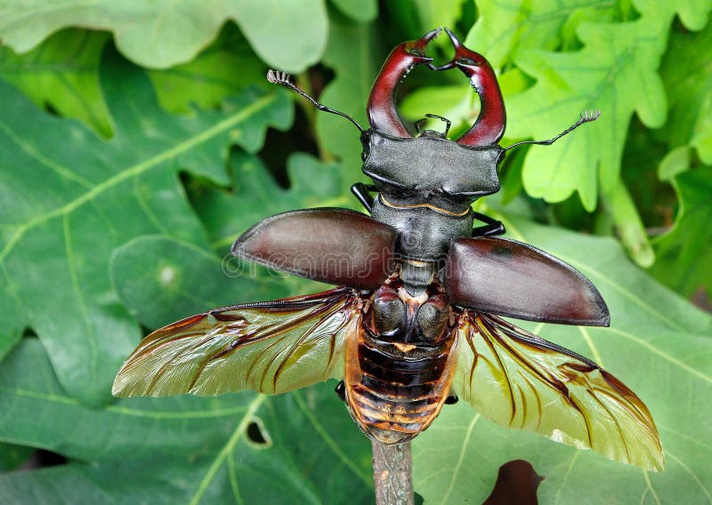 Ekoxekvinnlig arkivfoto. Bild av monster, stänga, entomolog - 57883796