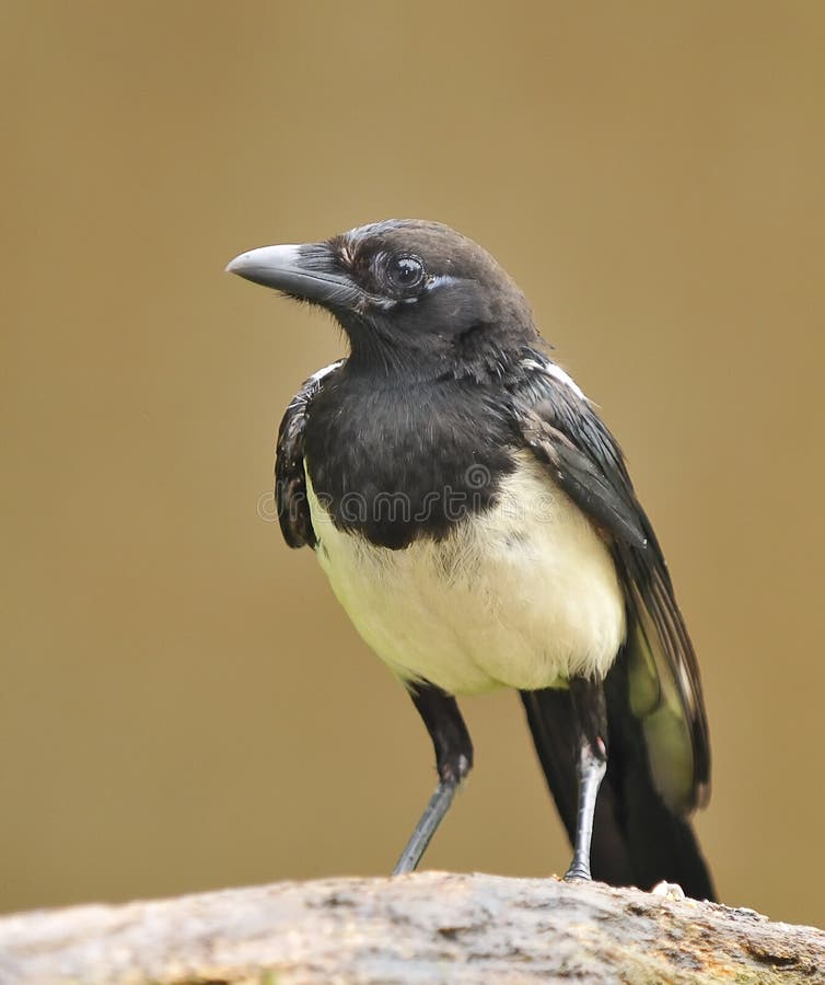 Ekster. stock afbeelding. Image of mooi, voedsel, achtergrond - 22933921