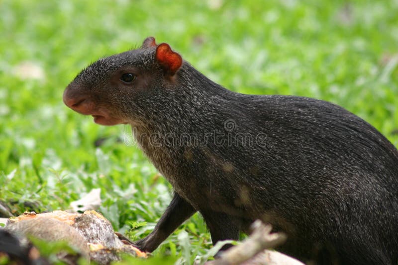 Mexican Agouti stock photo. Image of america, agouti - 13256550