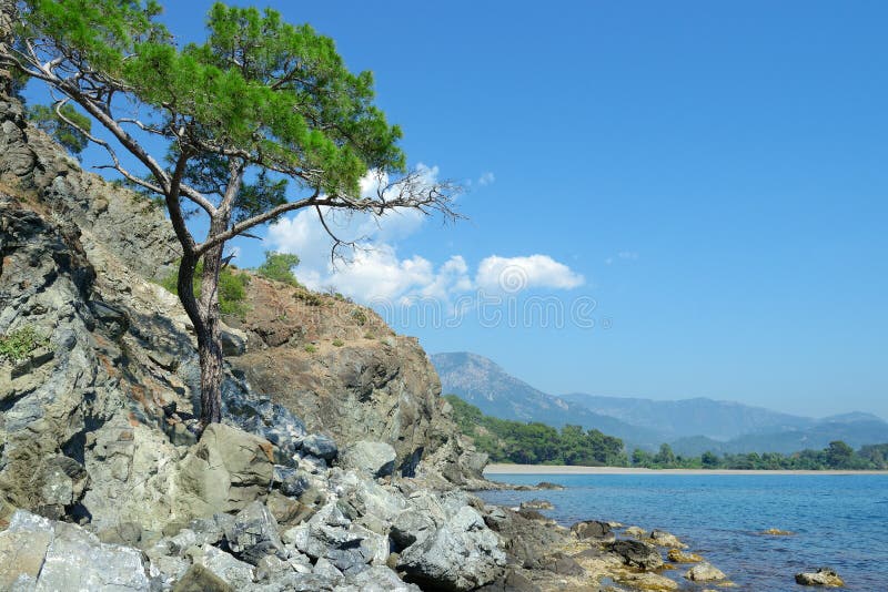 El árbol Crece En Orilla Rocosa Foto de archivo - Imagen de ladera ...