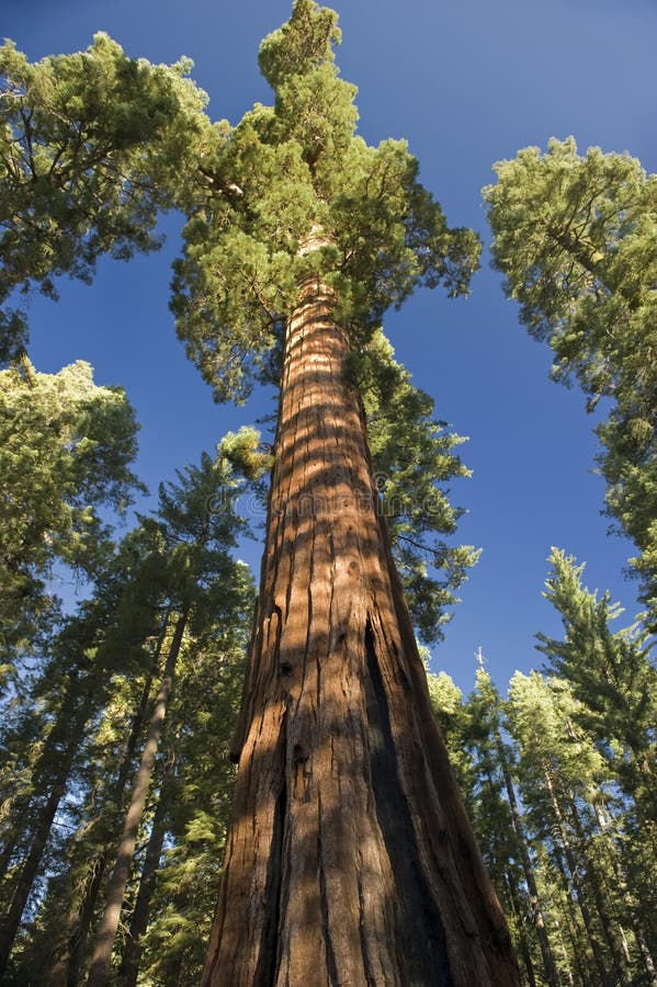 Secoya gigante foto de archivo. Imagen de secoya, gigante - 11925706