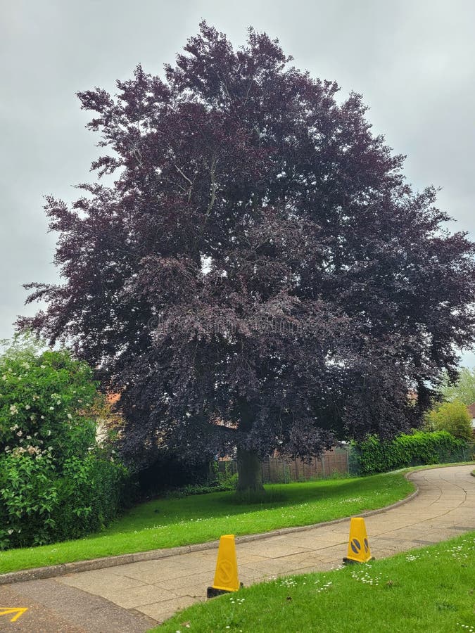 El árbol rojo y negro imagen de archivo. Imagen de verde - 222517769