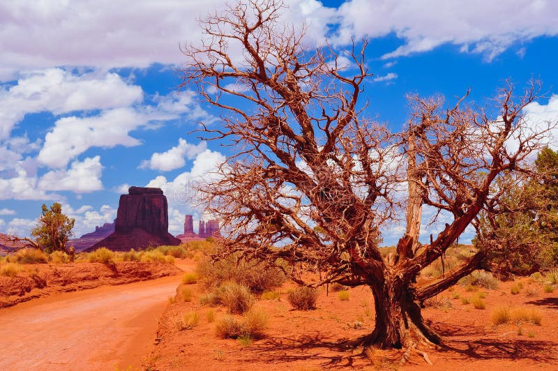Panorama Asombroso Con El árbol Seco, Paisaje Del Desierto, Foto de ...