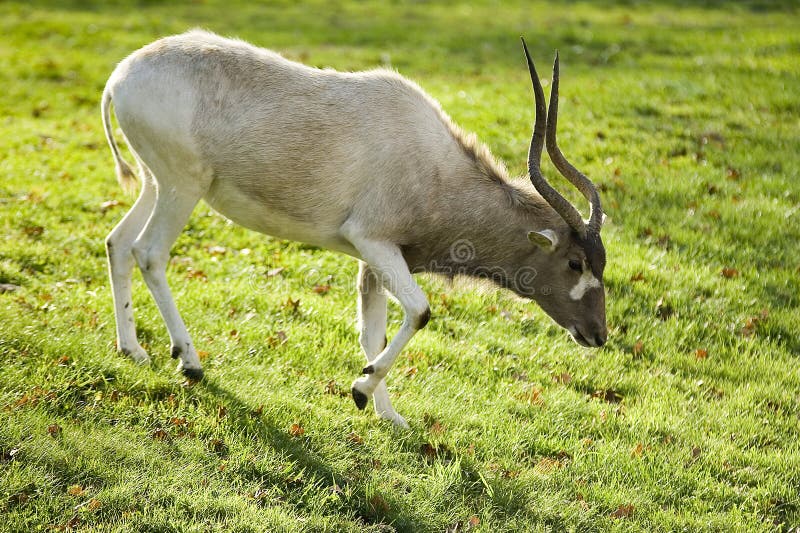 Antílope blanco, Addax foto de archivo. Imagen de blanco - 5220494