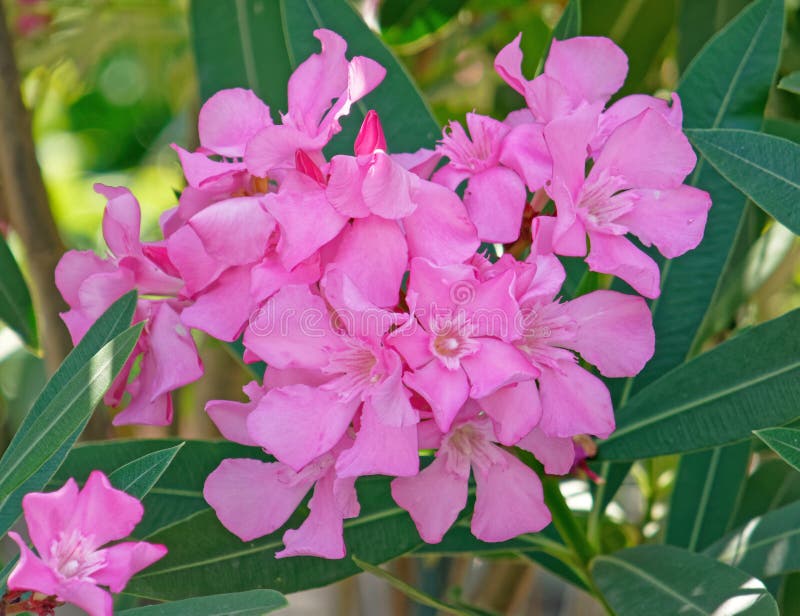 El Adelfa Rosado Vibrante Florece El Primer Imagen de archivo - Imagen ...