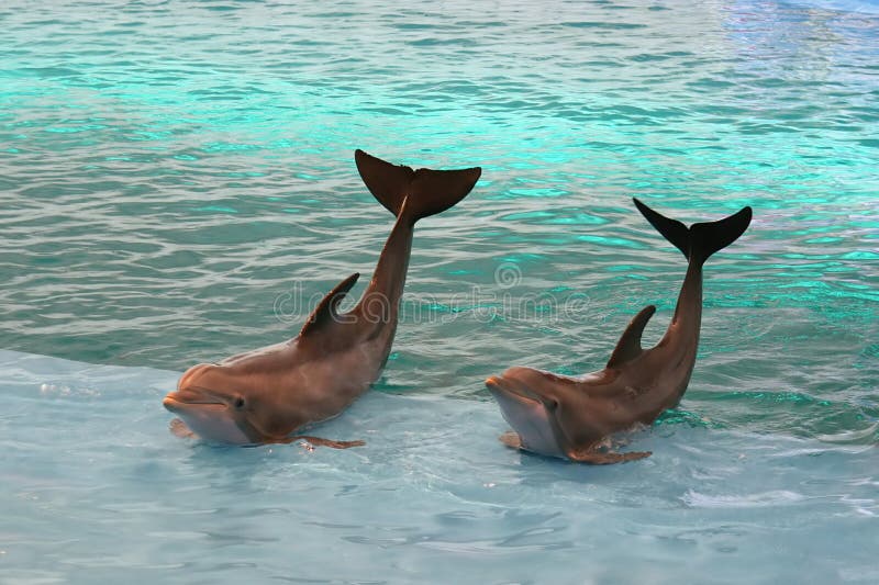 Cola que agita del delfín foto de archivo. Imagen de marina - 46440332
