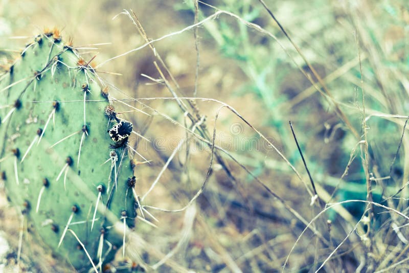 El alza imagen de archivo. Imagen de planta, alza, insecto - 62816463