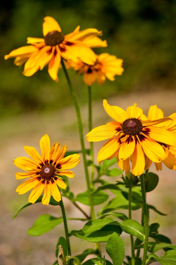 Fulgida Del Rudbeckia O Del Rudbekia, Goldstrum, Coneflower Amarillo ...
