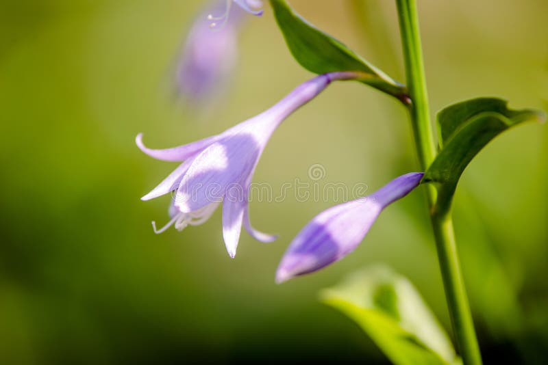 El Arbusto De La Violeta Florece El Hosta Imagen de archivo - Imagen de ...