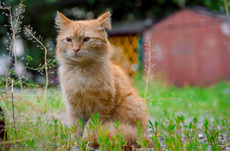 El Aspecto Atento De Un Gato Rojo Foto de archivo - Imagen de estudio ...