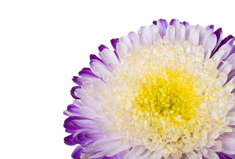 El Aster Púrpura-blanco Del Primer Aisló Foto de archivo - Imagen de ...