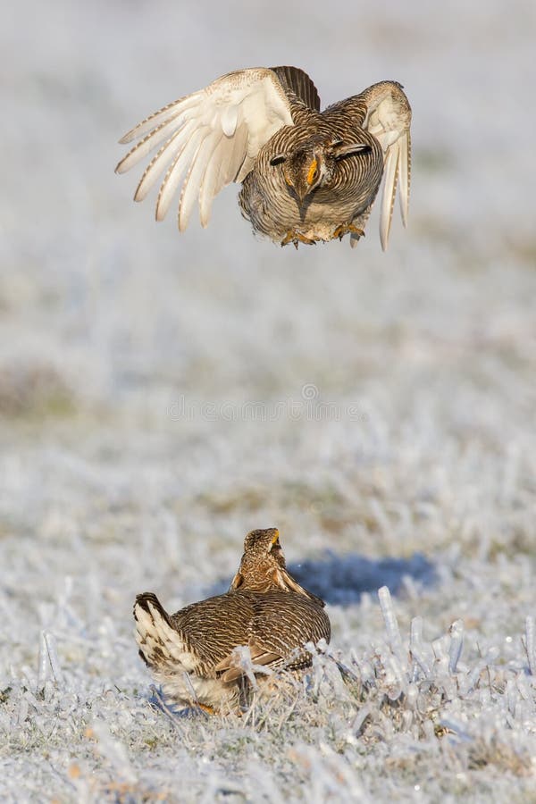 El ataque repentino imagen de archivo. Imagen de especie - 38543335