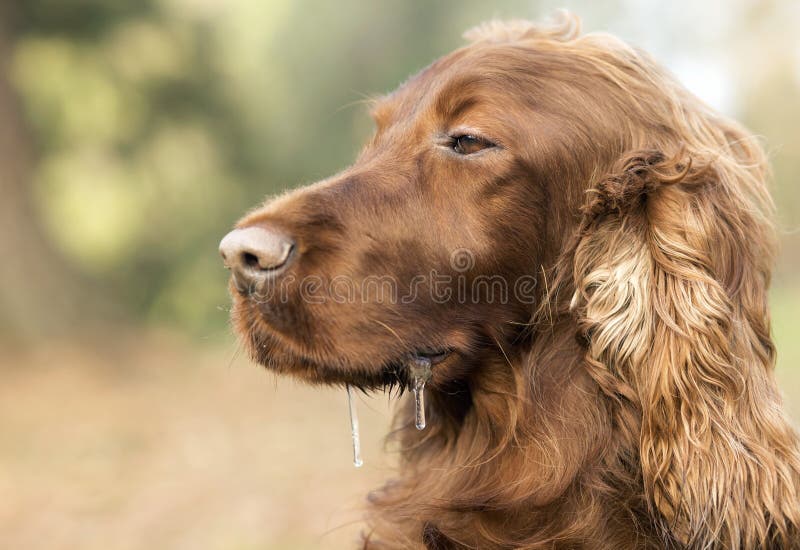 Un Perro Babeando Con Saliva Foto de archivo - Imagen de campo ...
