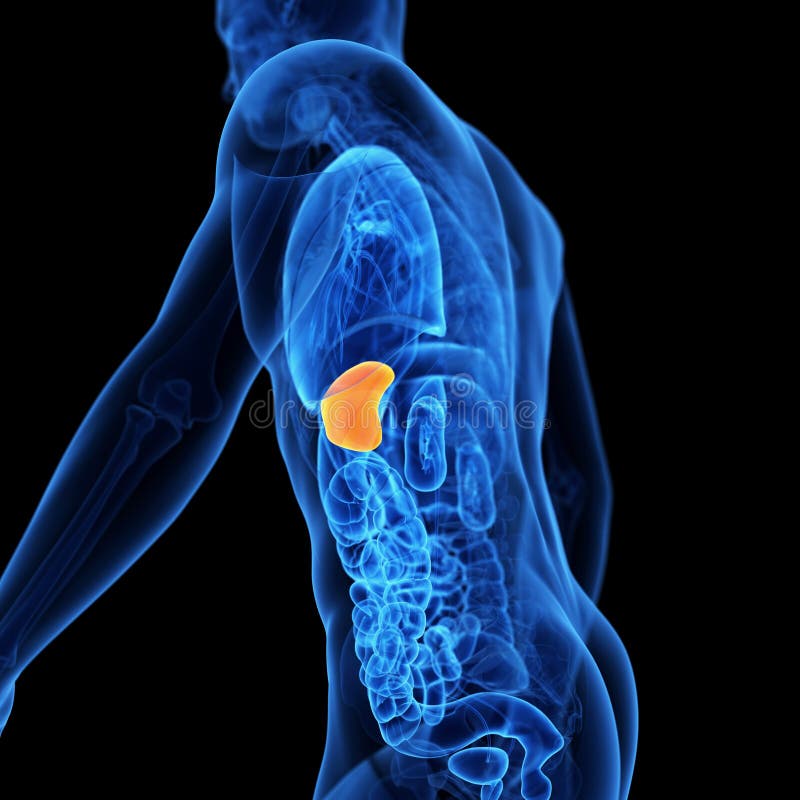 El bazo stock de ilustración. Ilustración de médico, bazo - 45577027