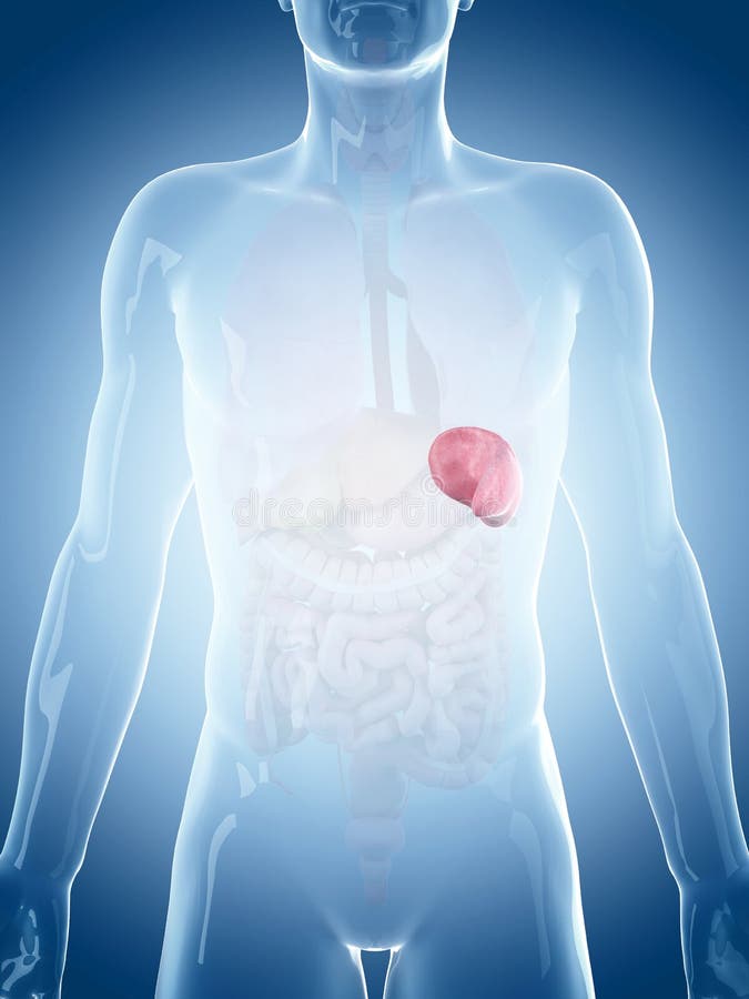 Bazo Ilustraciones Stock, Vectores, Y Clipart – (7,189 Ilustraciones Stock)