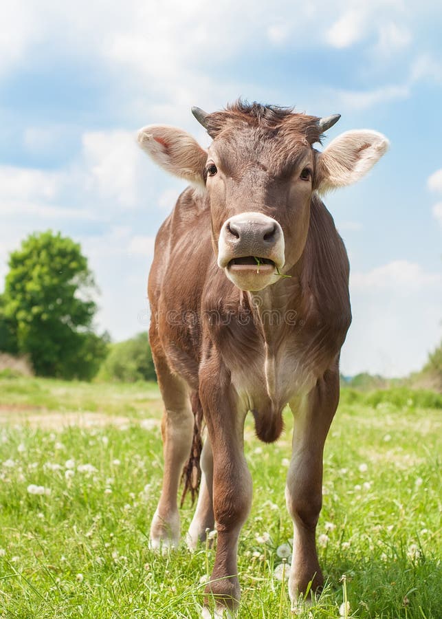 El Becerro En Un Pasto Del Verano. Foto de archivo - Imagen de pastoral ...