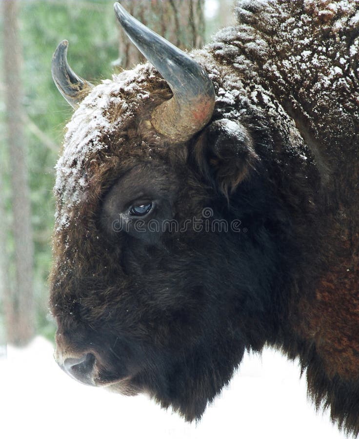 El bisonte imagen de archivo. Imagen de fauna, toro, invierno - 3294637