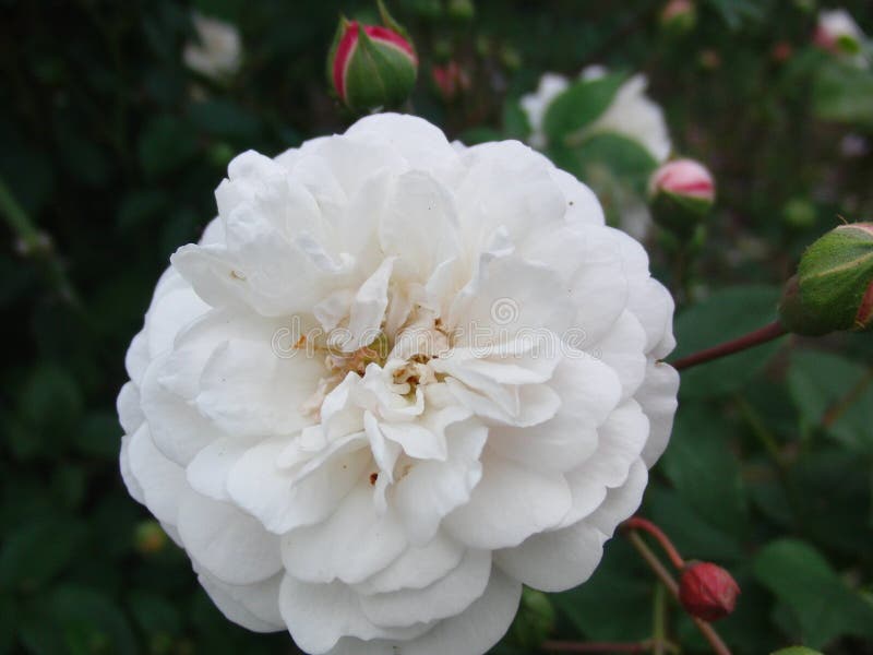 El blanco se levant? imagen de archivo. Imagen de blanco - 151320267