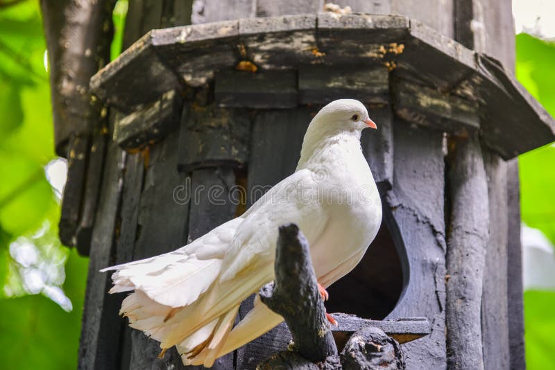 Paloma Con La Rama En Su Pico Imagen de archivo - Imagen de verde ...