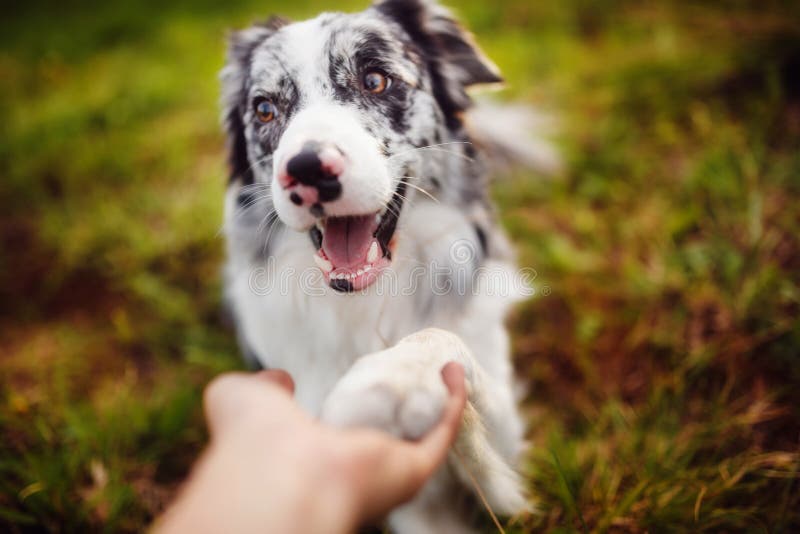 El Border Collie Da La Pata a La Mano Imagen de archivo - Imagen de ...