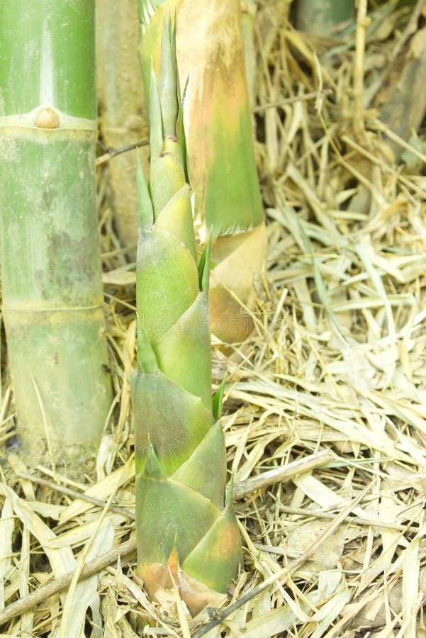 Bambú Con Crecimiento Fresco De La Raíz Imagen de archivo - Imagen de ...