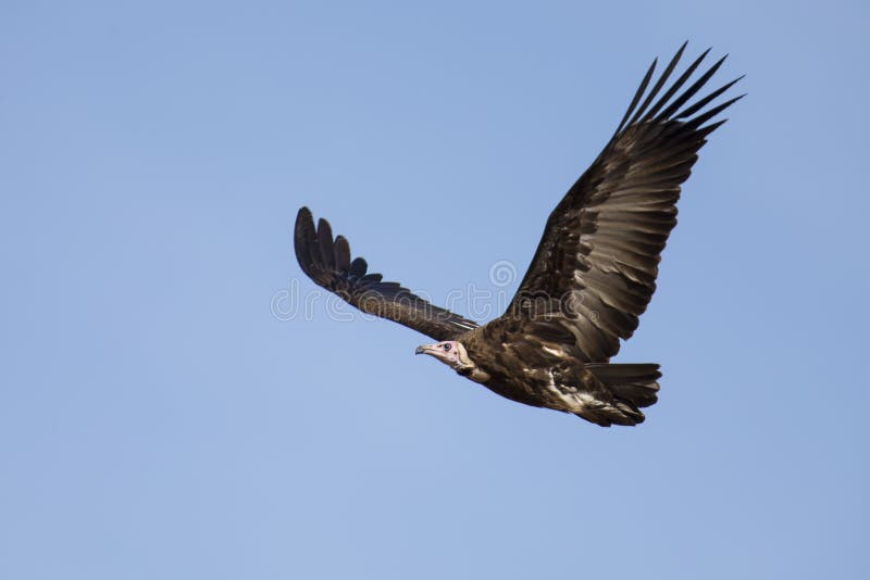 El Buitre Encapuchado Se Eleva En El Cielo Azul Que Busca La Comida ...