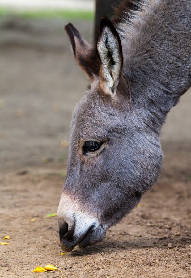 El Burro Nacional Lindo Come La Hierba Imagen de archivo - Imagen de ...