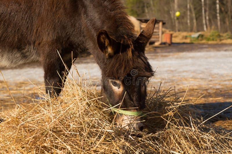 El Burro En Granja Come Una Hierba Foto de archivo - Imagen de alimento ...