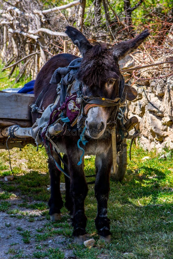 El Burro Negro Con El Remolque De Madera Imagen de archivo - Imagen de ...
