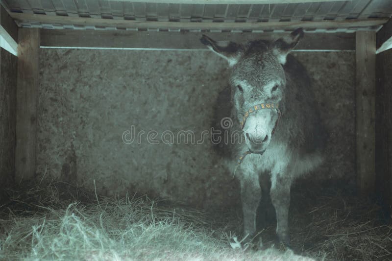478 Burro Triste Fotos - Libres de Derechos y Gratuitas de Dreamstime
