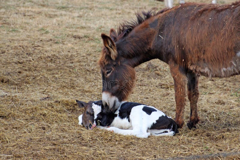 277 Vaca Embarazada Fotos - Libres de Derechos y Gratuitas de Dreamstime