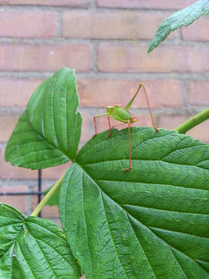 Grillo de Bush en una hoja imagen de archivo. Imagen de hierba - 8004723