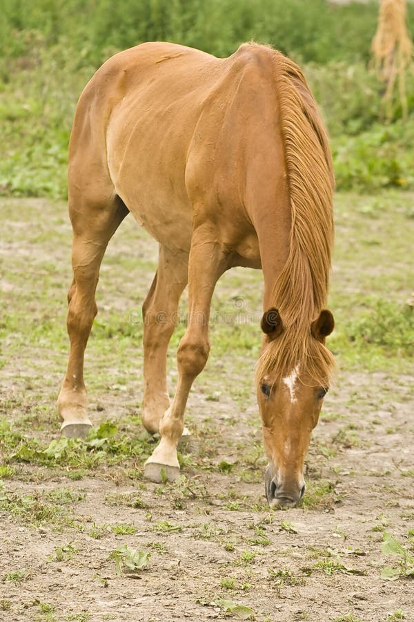El Caballo Imagen. Imagen: 6033529