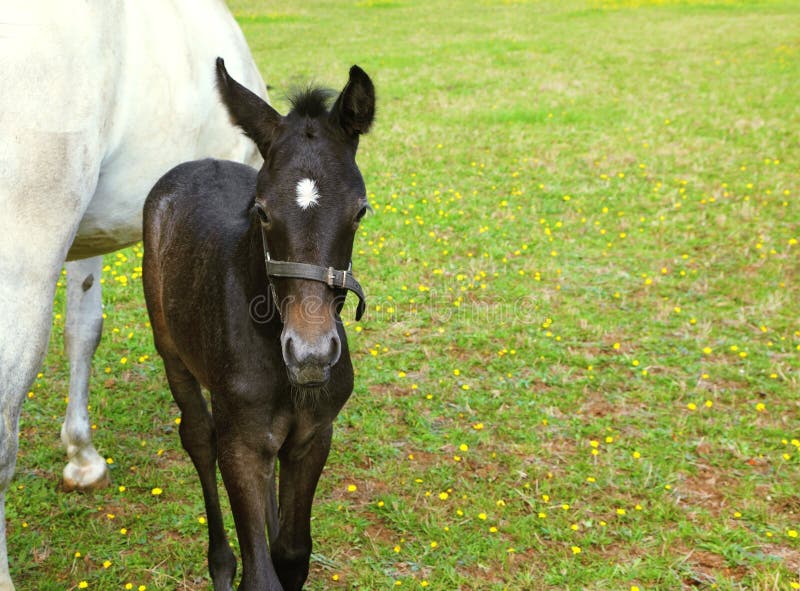 El Caballo Blanco Con El Potro Negro. Imagen de archivo - Imagen de ...